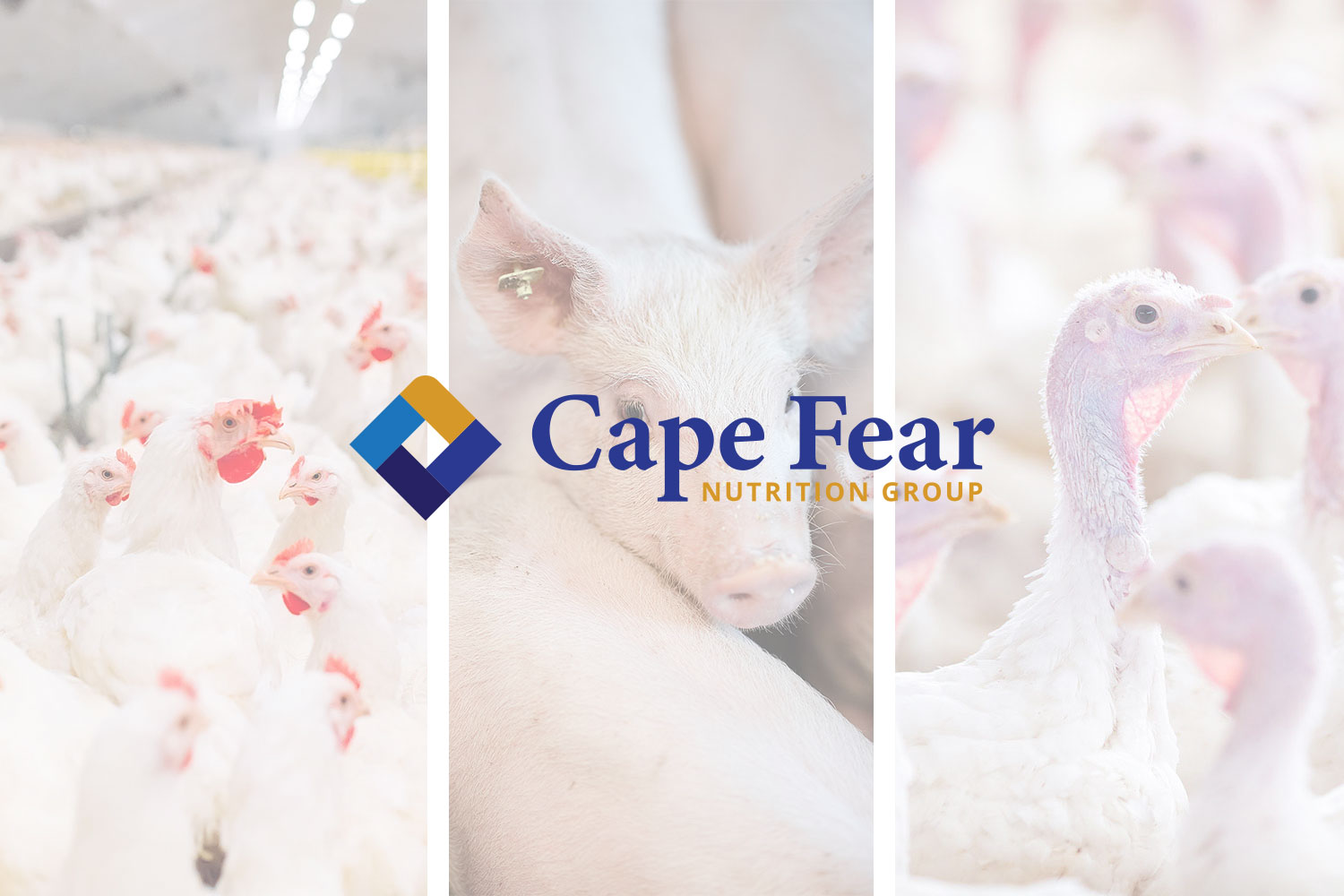 Nutrition Solutions for Poultry & Swine | Cape Fear Nutrition Group